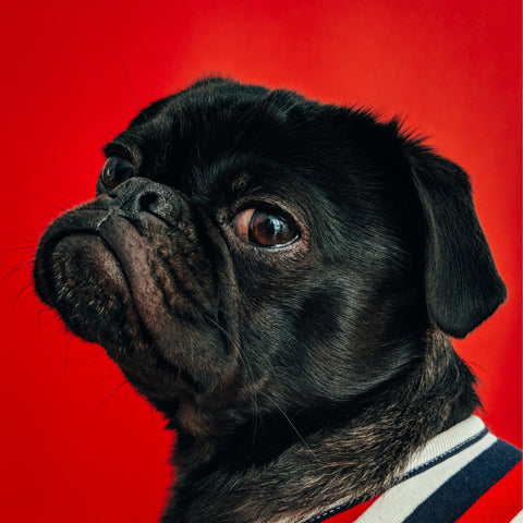 PlusPet Mendoza - Mascotas Felices